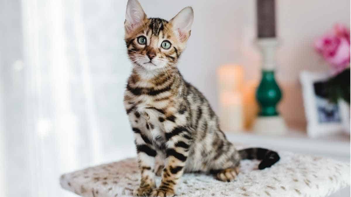 19 Jenis-jenis Kucing dan Harganya yang Murah hingga 1 M