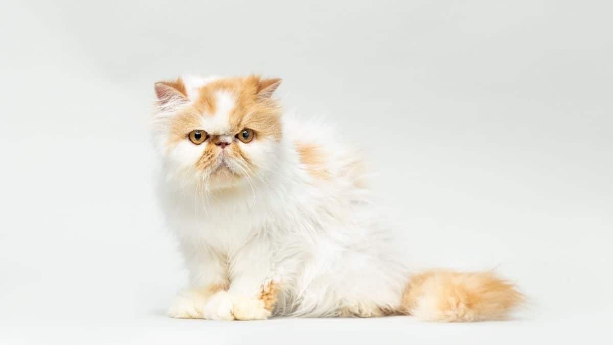 19 Jenis-jenis Kucing dan Harganya yang Murah hingga 1 M