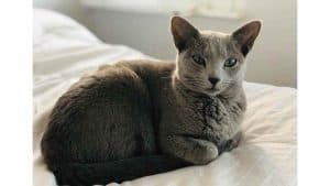 17 Jenis-jenis Kucing Populer dan Kisaran Harganya