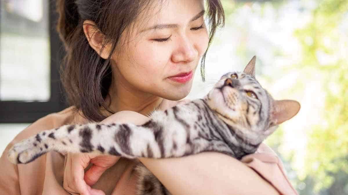 5 Jenis Kucing Bengal dan Harganya, Termasuk Kucing Langka