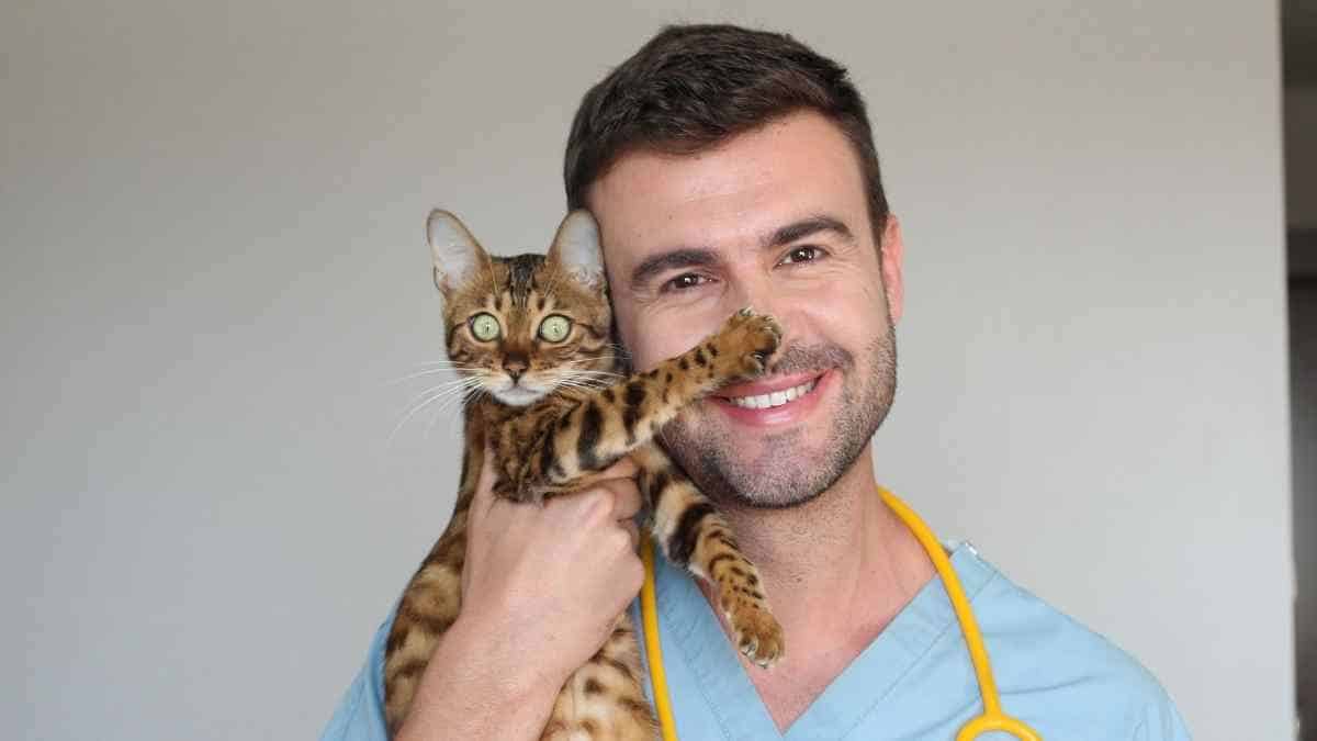 5 Jenis Kucing Bengal dan Harganya, Termasuk Kucing Langka