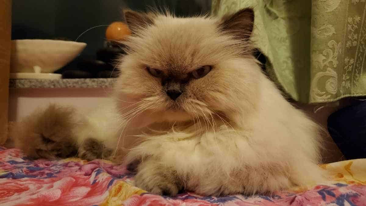 Harga Kucing Himalaya 2021 dan Ciri Fisiknya - KlikTerbaru