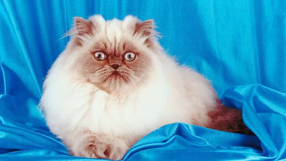 Harga Kucing Himalaya 2021 dan Ciri Fisiknya - KlikTerbaru