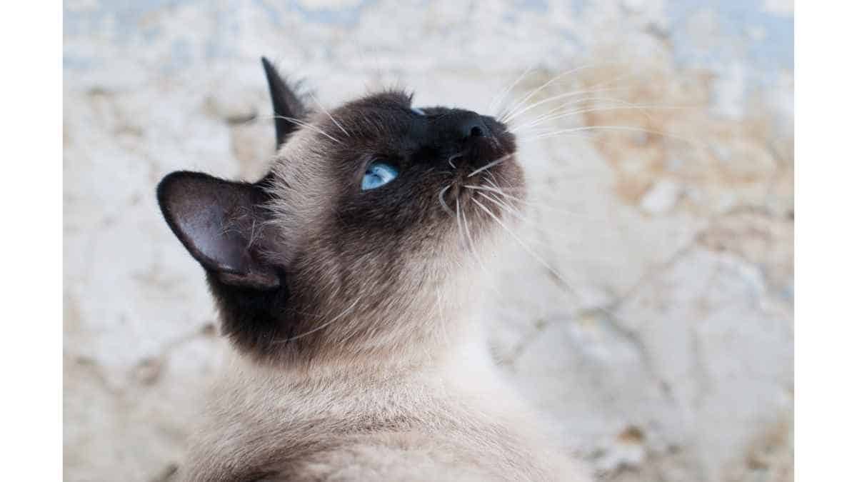 9 Jenis Kucing Siam dan Harganya - KlikTerbaru