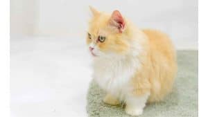 6 Jenis Kucing Munchkin, Harga dan Cara Merawatnya