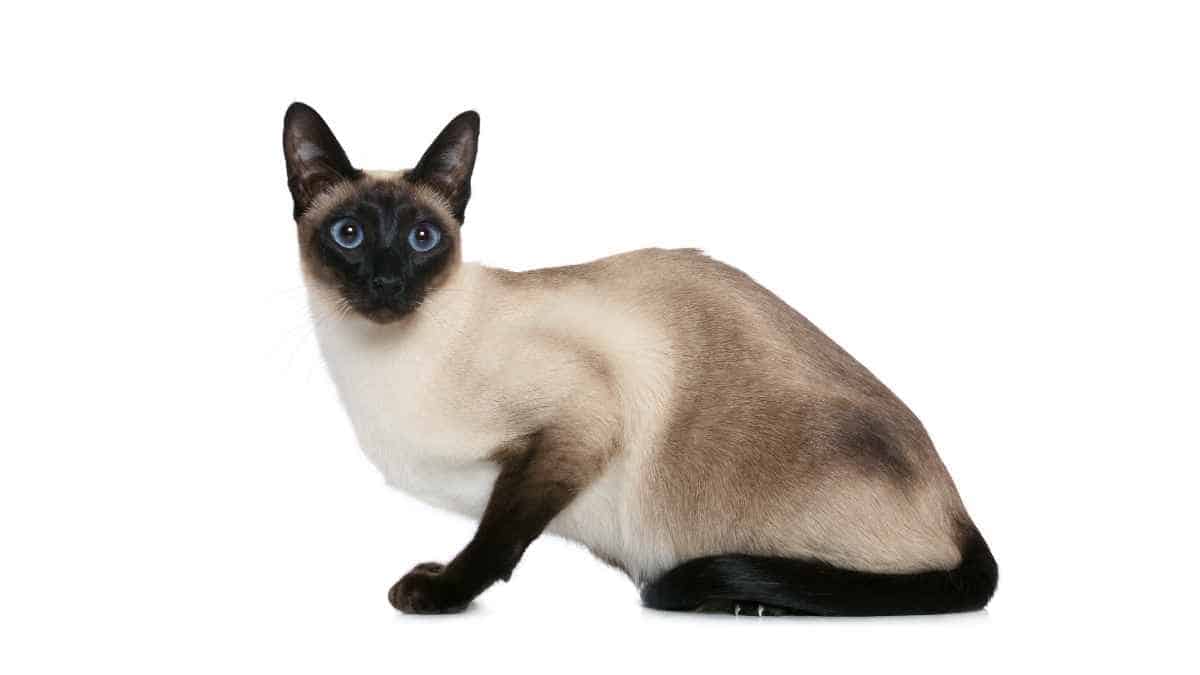 9 Jenis Kucing Siam dan Harganya - KlikTerbaru