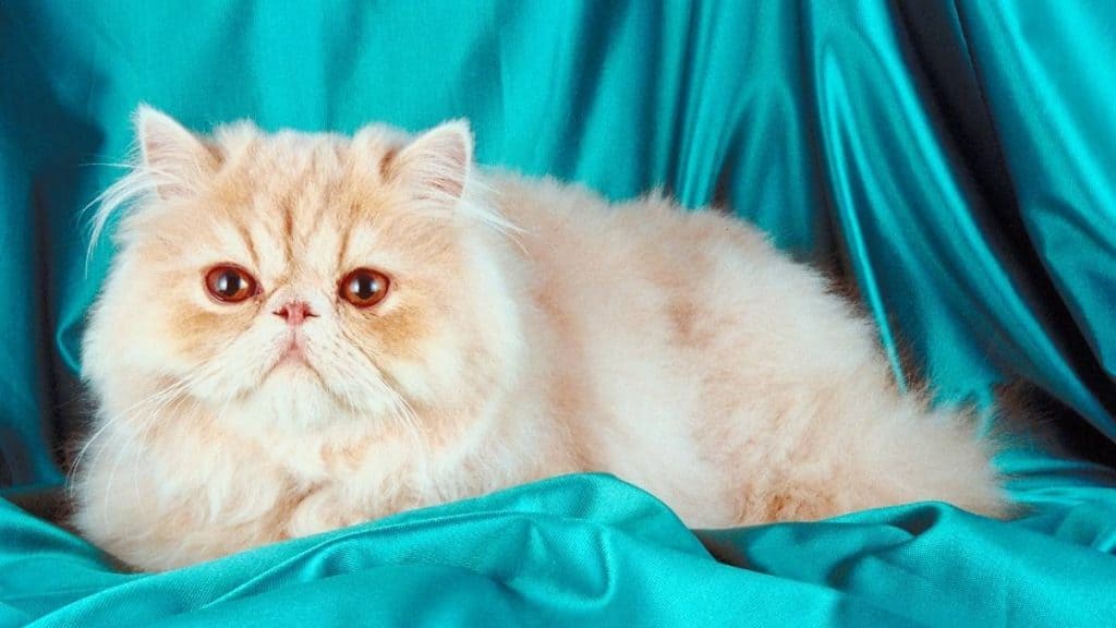 6 Jenis Kucing Munchkin, Harga dan Cara Merawatnya