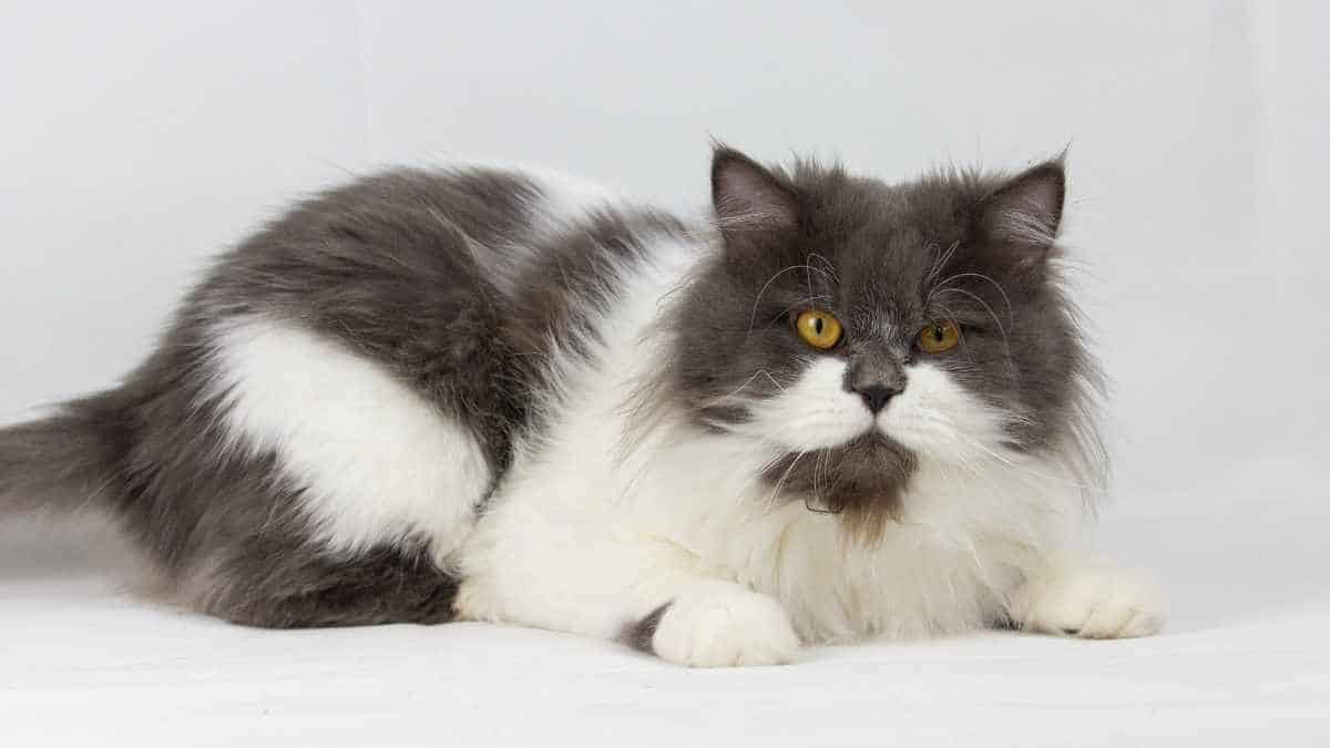 7 Jenis Kucing Persia, Harga, Makanan, dan Cara Merawatnya