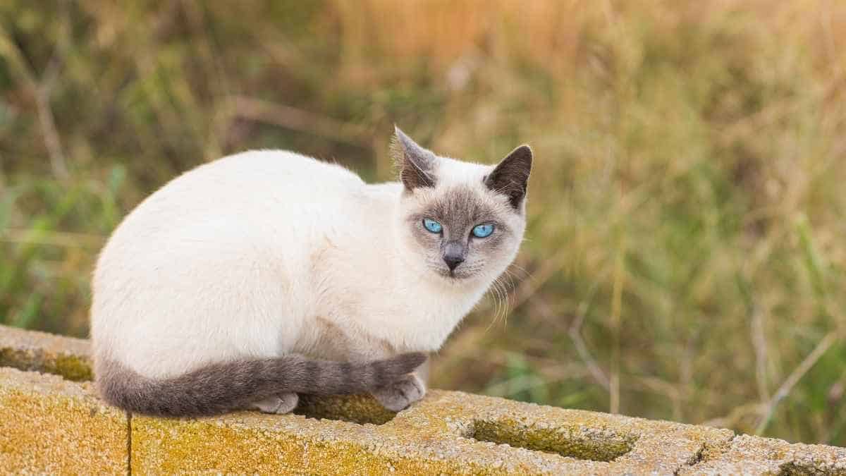 9 Jenis Kucing Siam dan Harganya - KlikTerbaru