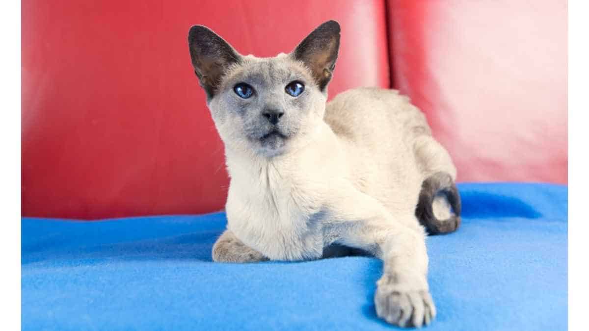 9 Jenis Kucing Siam dan Harganya - KlikTerbaru