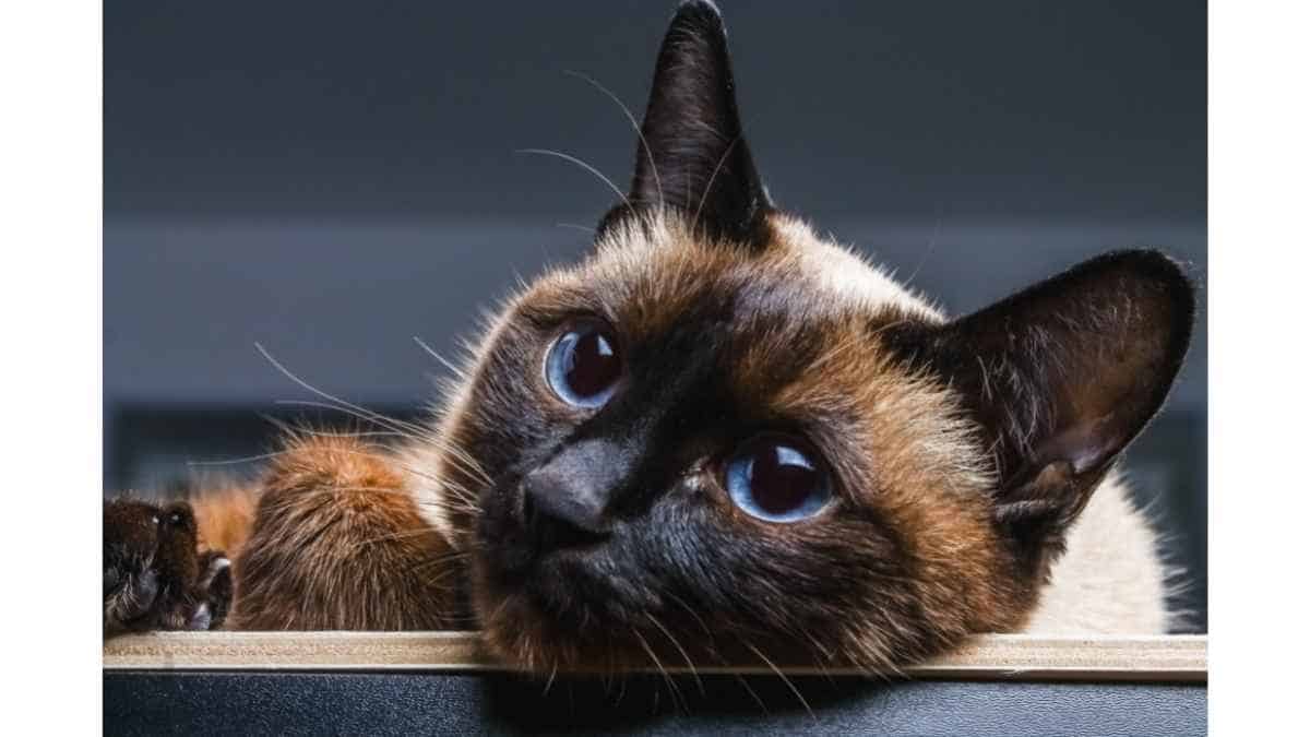 9 Jenis Kucing Siam dan Harganya - KlikTerbaru