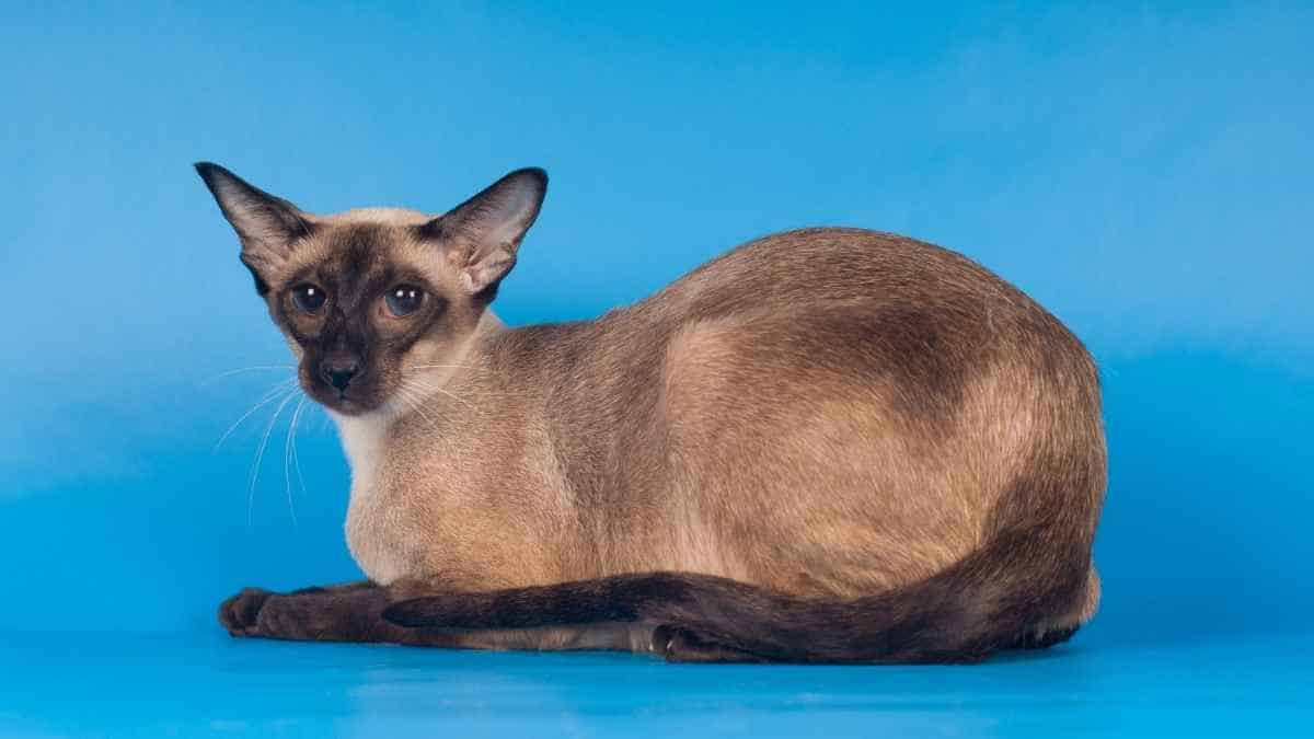 9 Jenis Kucing Siam dan Harganya - KlikTerbaru