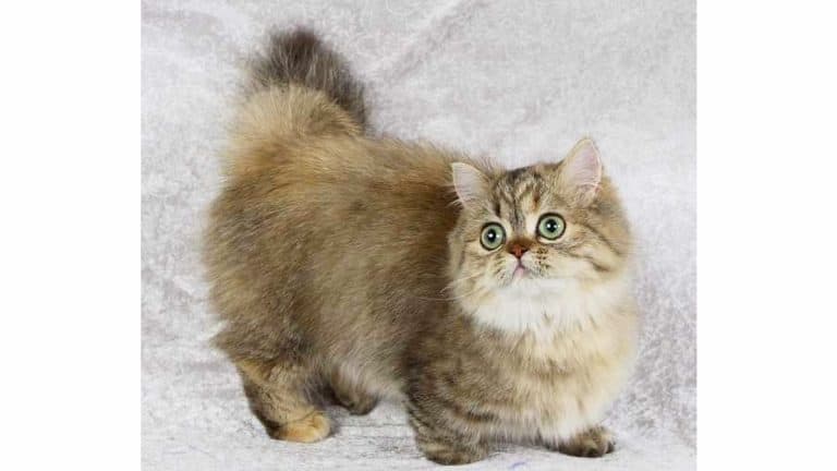 6 Jenis Kucing Munchkin, Harga dan Cara Merawatnya