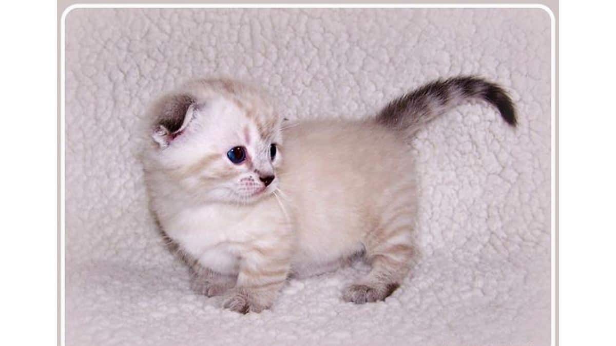 6 Jenis Kucing Munchkin, Harga dan Cara Merawatnya