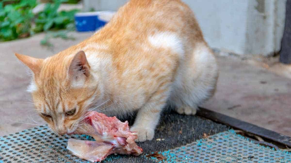 9 Makanan Kucing Kampung Agar Cepat Gemuk - KlikTerbaru