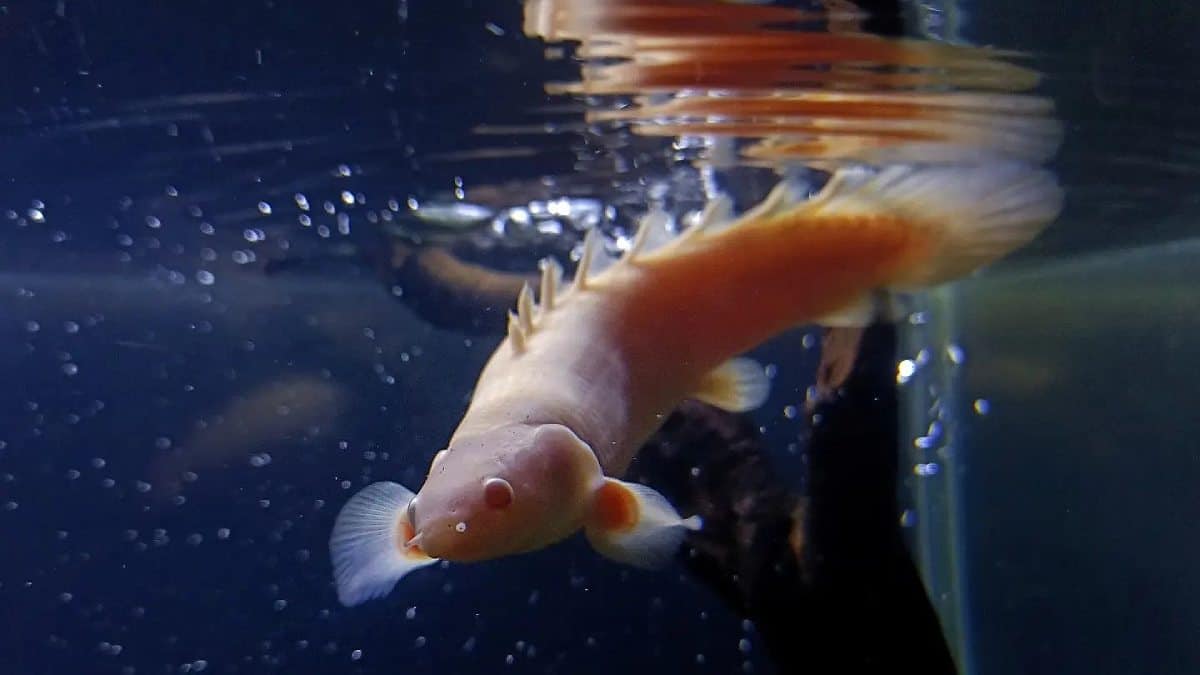 7 Jenis Ikan Palmas dan Harganya (Ikan Naga Predator)