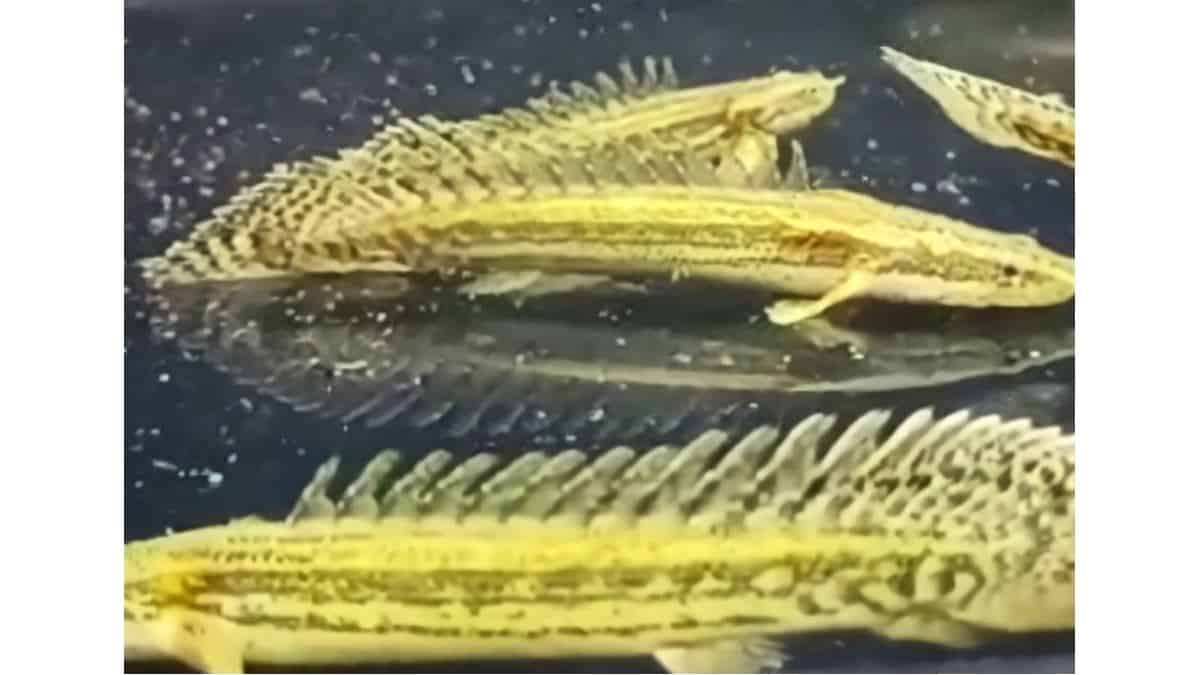 7 Jenis Ikan Palmas dan Harganya (Ikan Naga Predator)