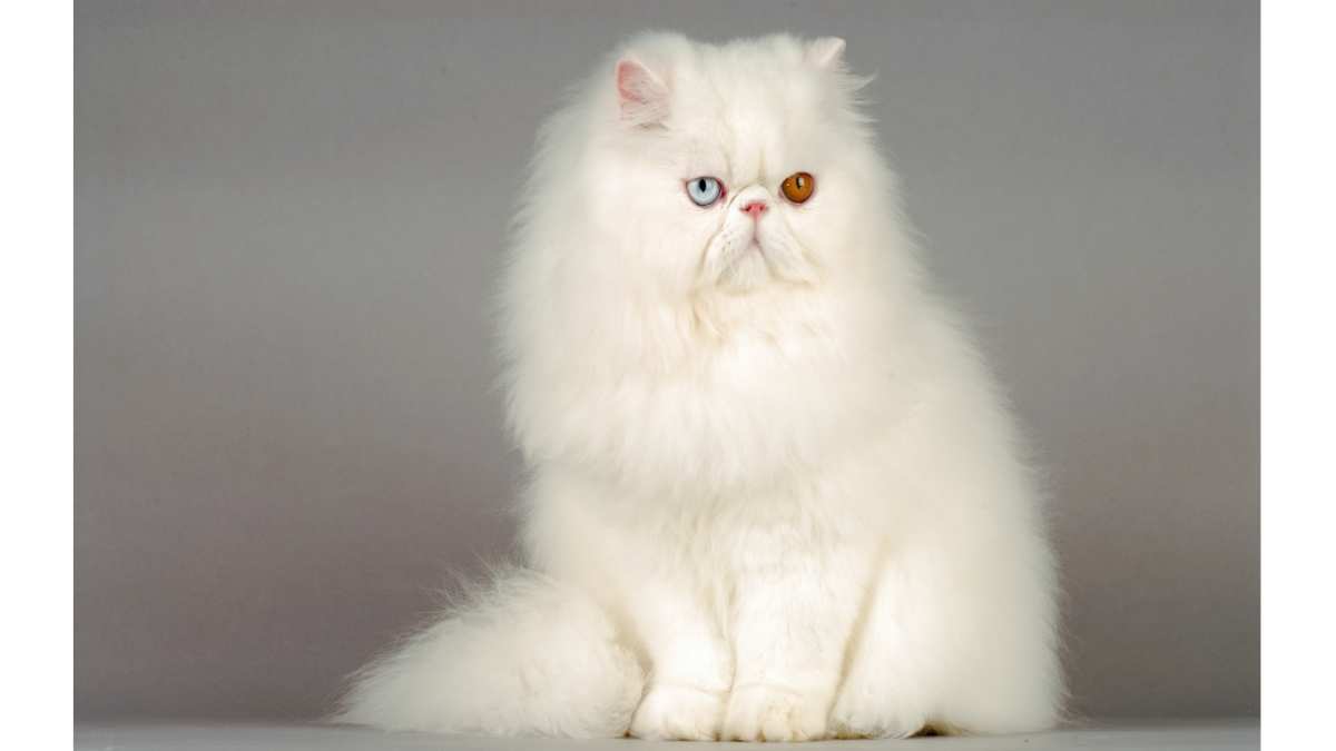 Kucing Persia Flatnose: Jenis, Ciri-ciri & Karakteristiknya