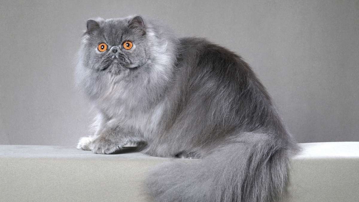 Kucing Persia Abu-Abu: Makanan, Harga & Cara Merawatnya