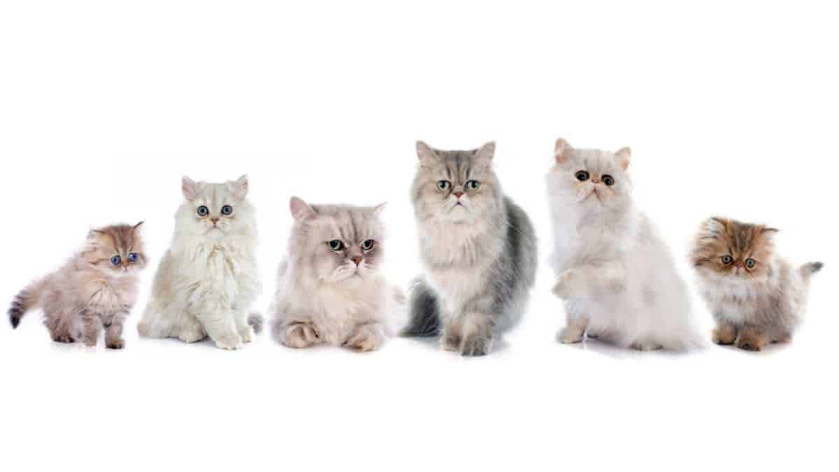 5 Ciri-Ciri Kucing Persia Asli dan Cara Merawatnya