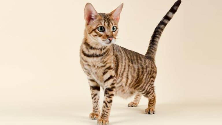 19 Jenis-jenis Kucing dan Harganya yang Murah hingga 1 M