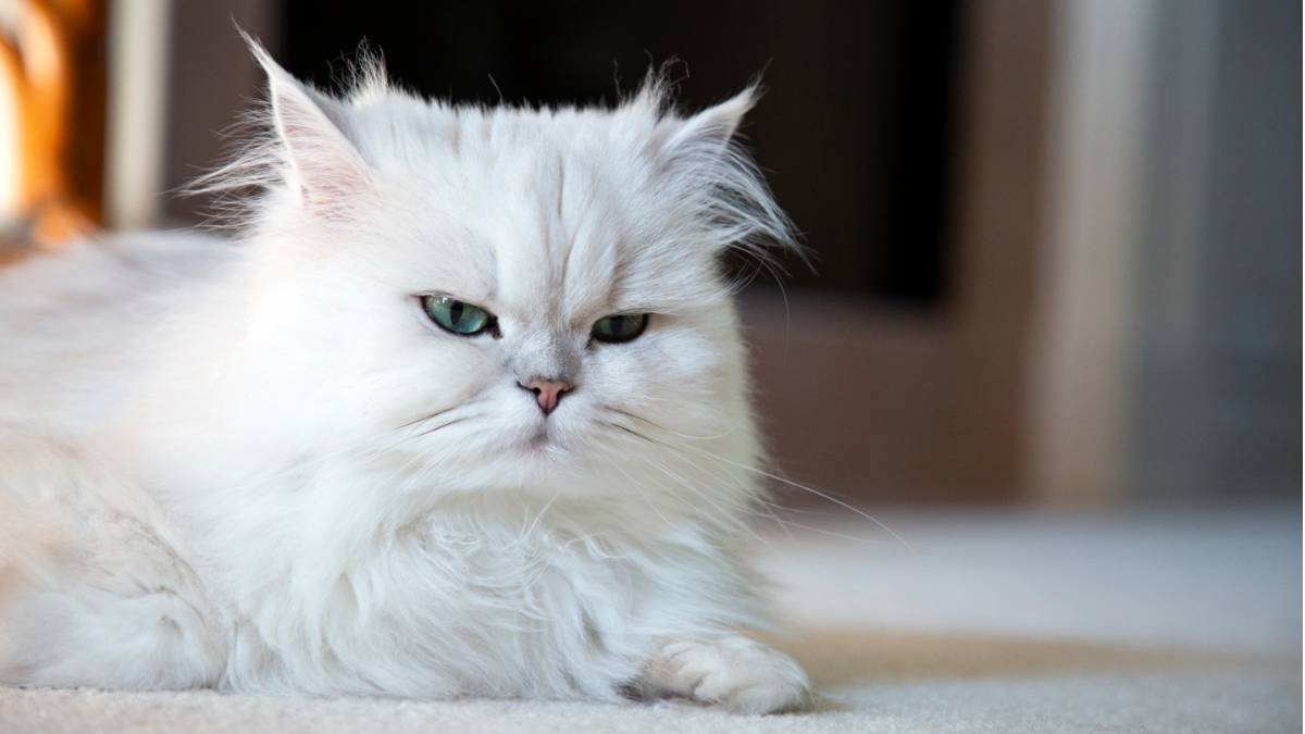 KUCING PERSIA PUTIH: Ciri-ciri, Harga, & Cara Merawatnya