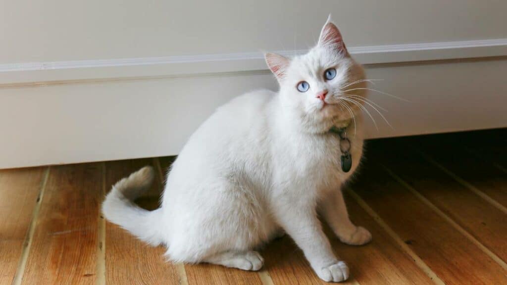 3 Jenis-Jenis Kucing Anggora dan Harganya - KlikTerbaru