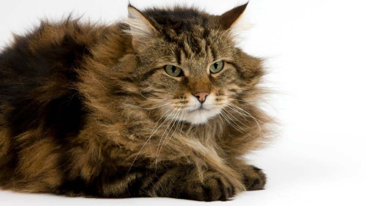 3 Jenis-Jenis Kucing Anggora dan Harganya - KlikTerbaru