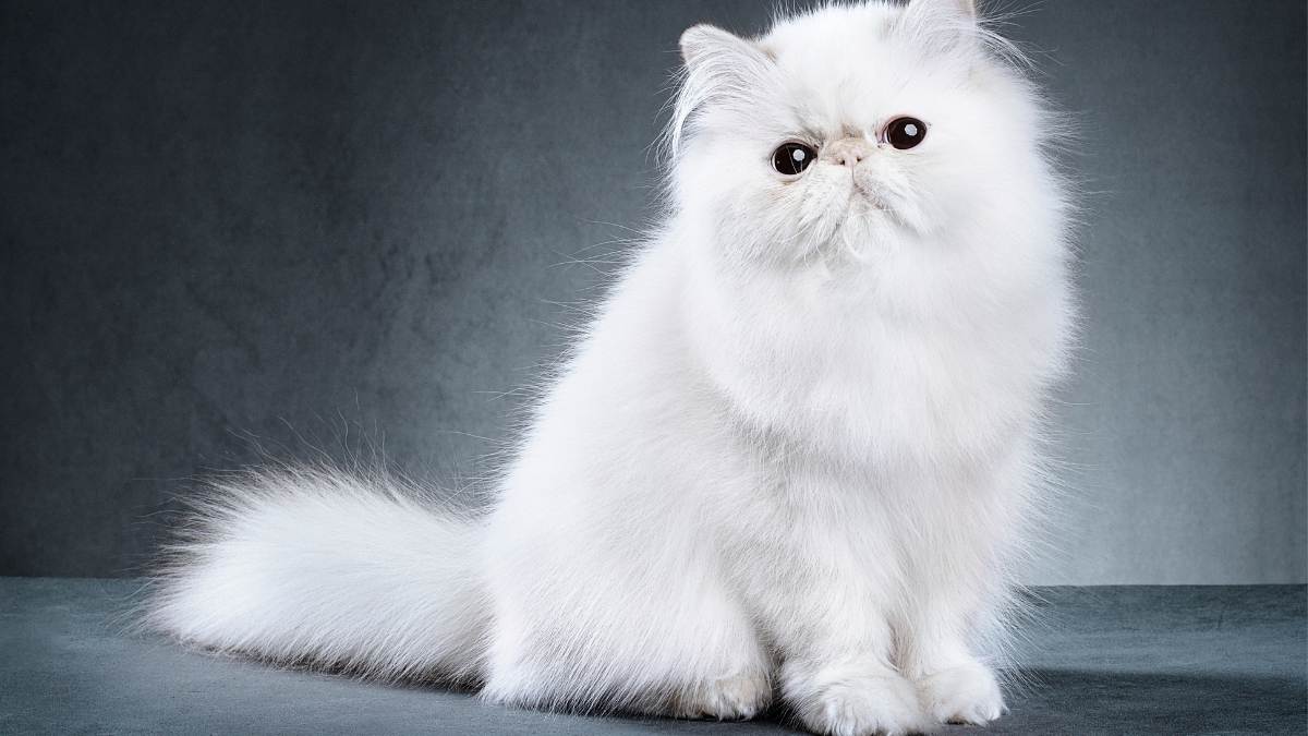 Kucing Persia Peaknose: Ciri, Harga, & Cara Merawatnya